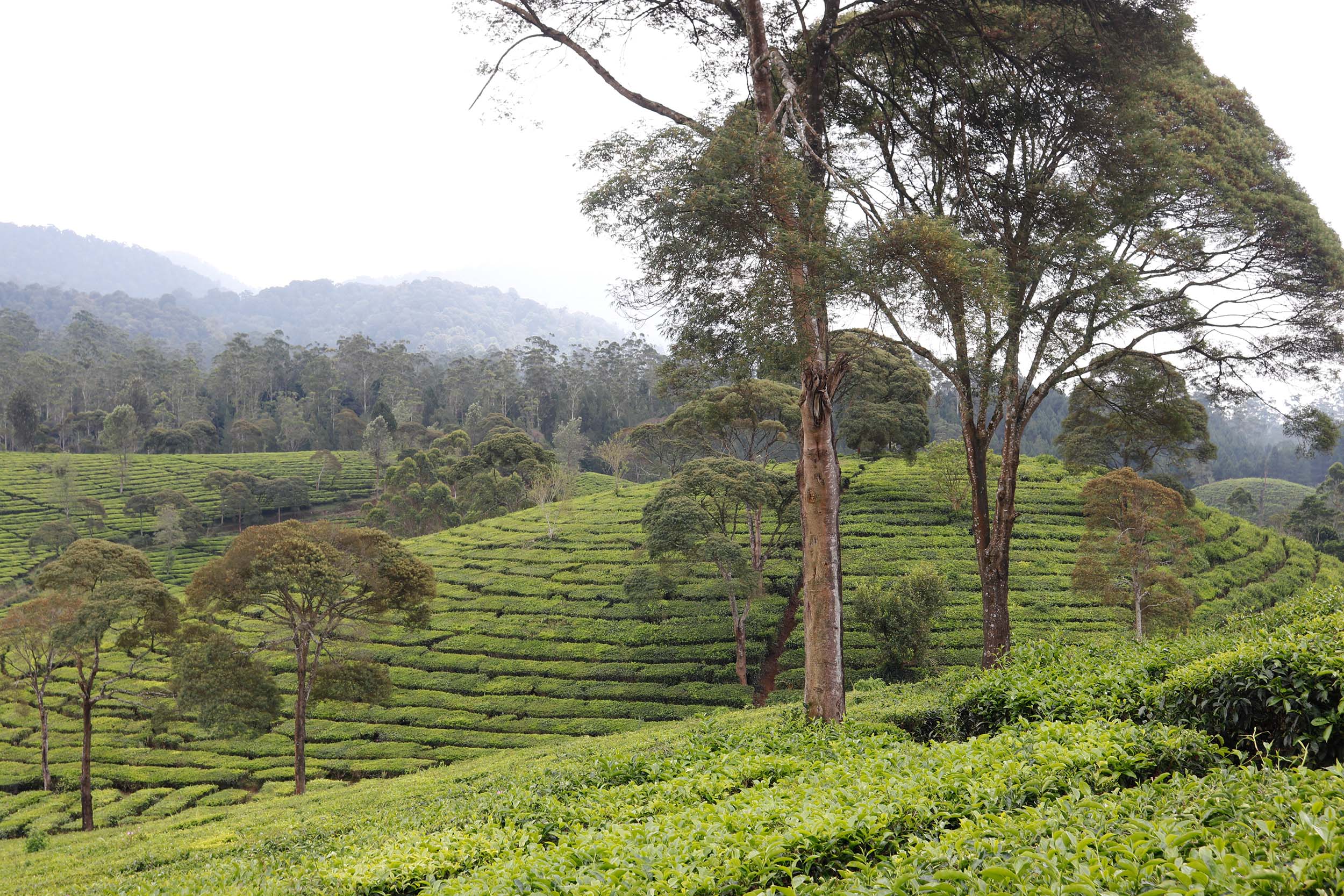 „Java-lich“ ein Genuss: Die Rarität Pada Maju Indonesia von der Insel ...