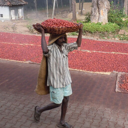 Die Story: Nullore Estate - Privat Kaffee Rarität aus Indien - Tchibo